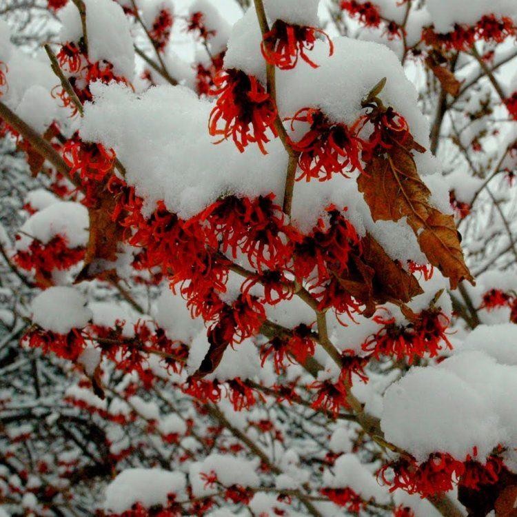 Hamamelis Diane (Ruby Glow) - Witch Hazel - LARGE Specimen