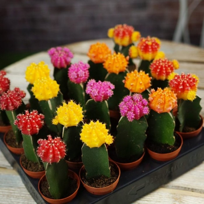 Moon Cactus Collection - THREE different Cacti Colours