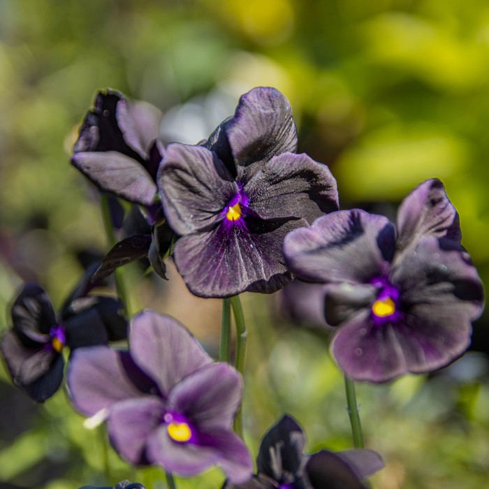 Viola Molly Sanderson