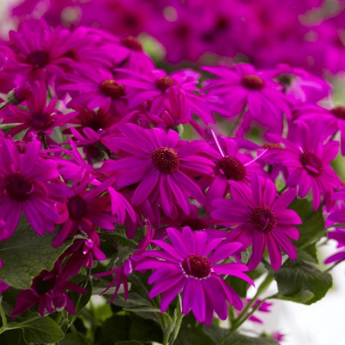 Magenta Senetti Plant in Bud & Bloom