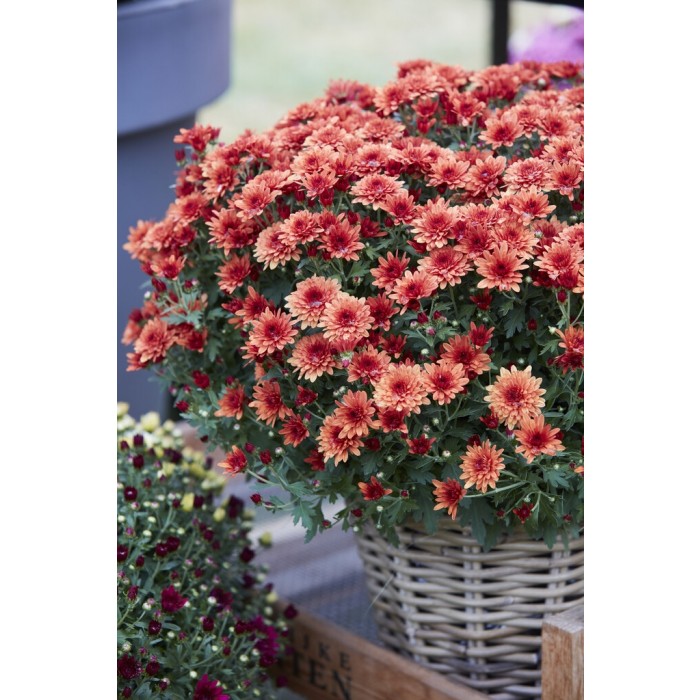 Colourful Garden Mum Chrysanthemum - Apricot Shades