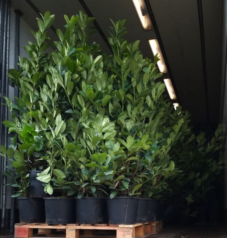 Laurel Hedging - 6-7ft tall - Pack of 10 Large Plants - Prunus ...
