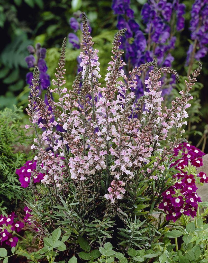 Linaria purpurea 'Canon Went'