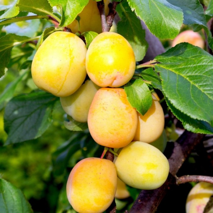 Premium Speciality Chefs Selection for the Fruit Connoisseur - Fruit ...