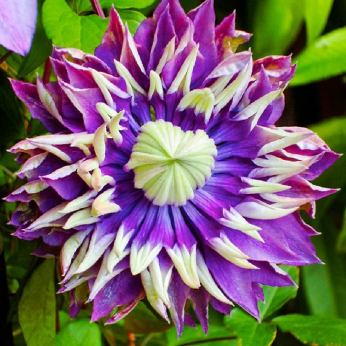 Clematis Taiga - Stunning Brand New & Exclusive Taiga Clematis - In ...