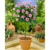 Pair of Mini Standard PINK Rose Trees
