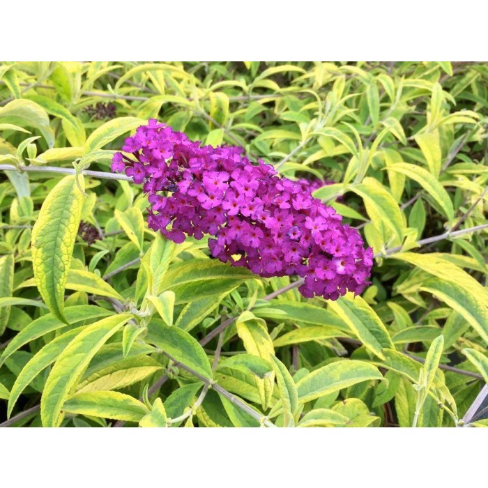 Buddleja davidii Santana - Butterfly Bush - Golden Variegated Buddleia
