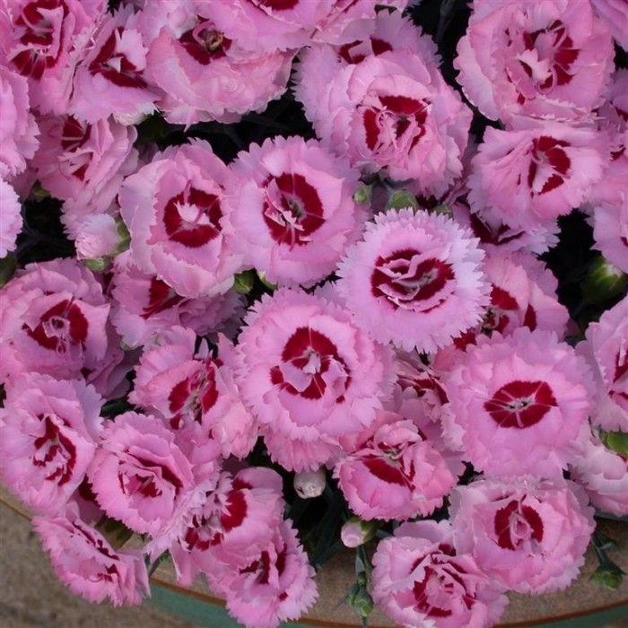 Dianthus Scent First Raspberry Sundae