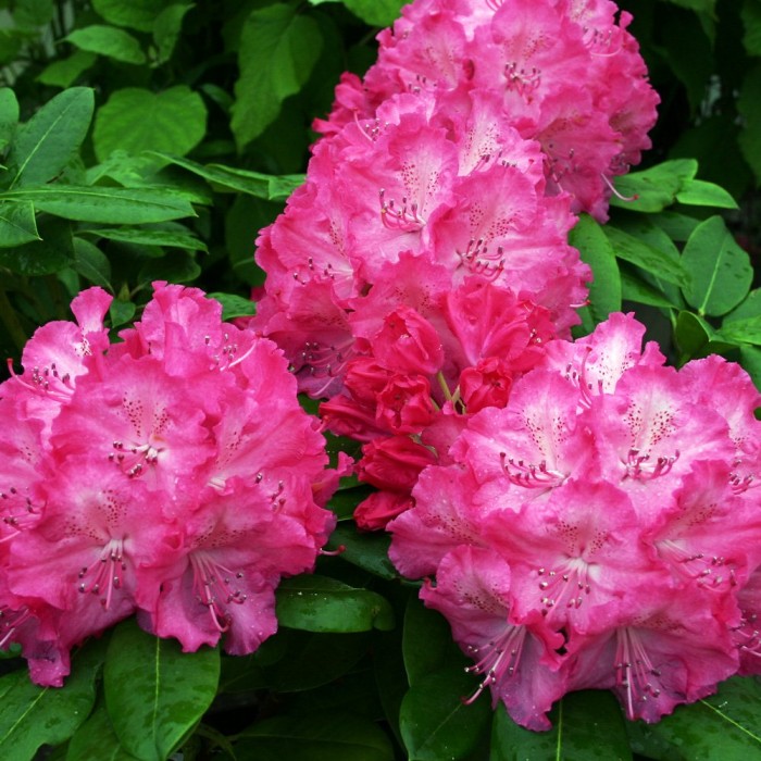 Large Flowered Rhododendron Collection - Evergreen Rhododendron Shrubs ...