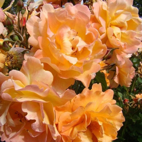 Gardening Express - Roses - Bush and Shrub Roses