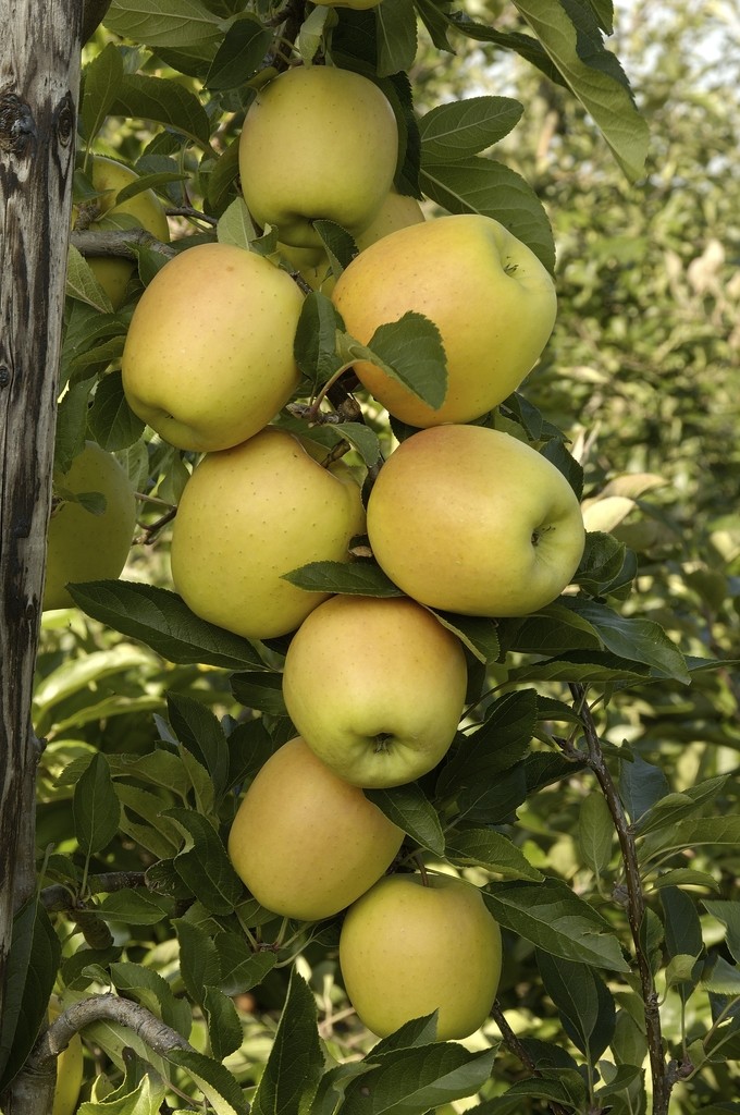 Apple - Malus Domestica Golden Delicious - Patio Pillar Fruit Tree