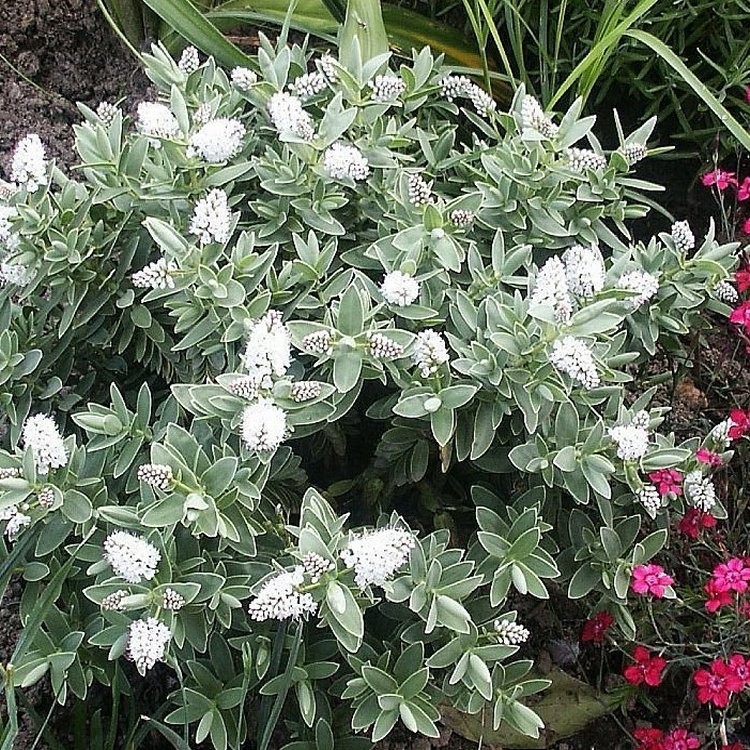 Hebe Blue Star