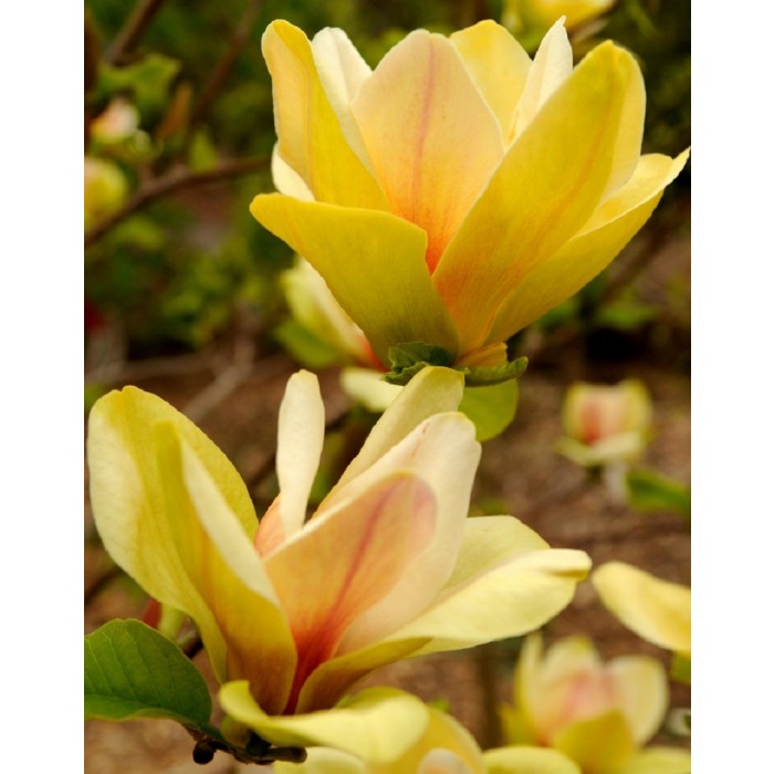 Magnolia Sunsation - New, Rare Tulip Tree with Golden Blushed Flowers ...