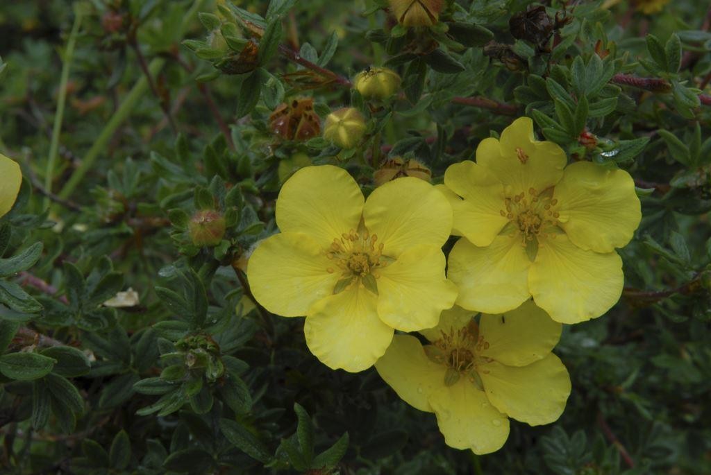 Potentilla fruticosa 'Elizabeth' - Shrubby Cinquefoil