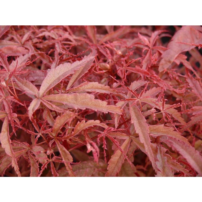 LARGE Acer Japanese Maple Tree - Beni Komachi - 100-120cms Specimen