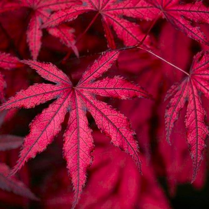 Acer palmatum Amagi Shigure - Rare Japanese Maple with Unique colouring