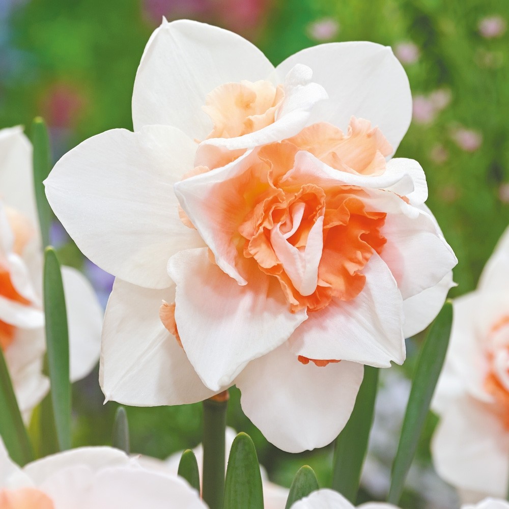 Narcissus - Daffodil Replete - Pack of 5 Double Ruffled Daffodils