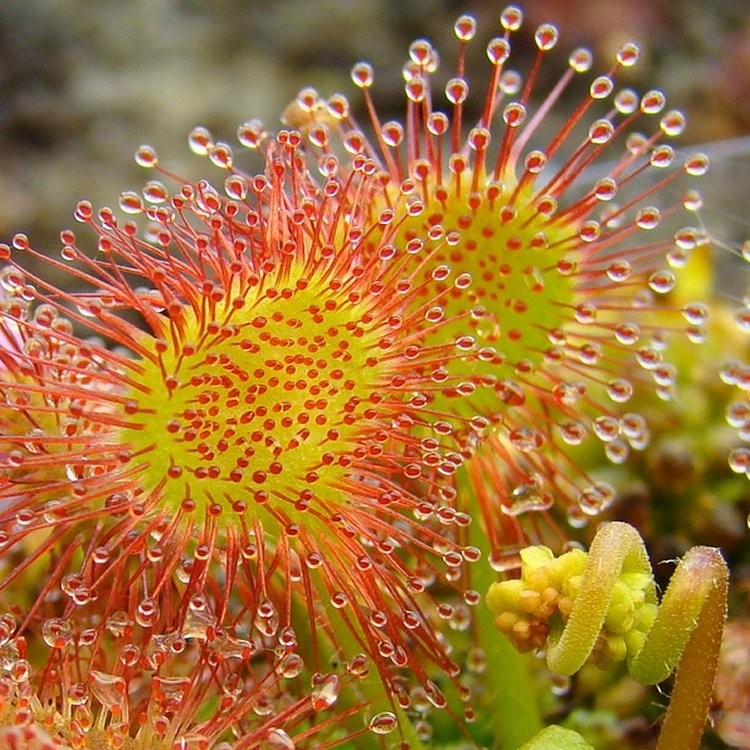 Sundew Fly Trap Plant - Drosera - Carnivorous Plants Venus Fly Catcher