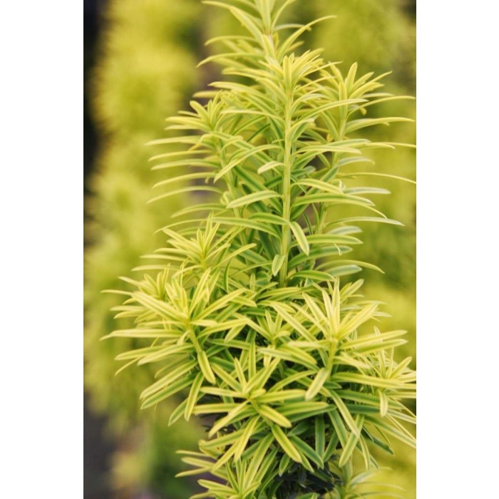 Taxus baccata 'Semperaurea' - Gold Irish Yew