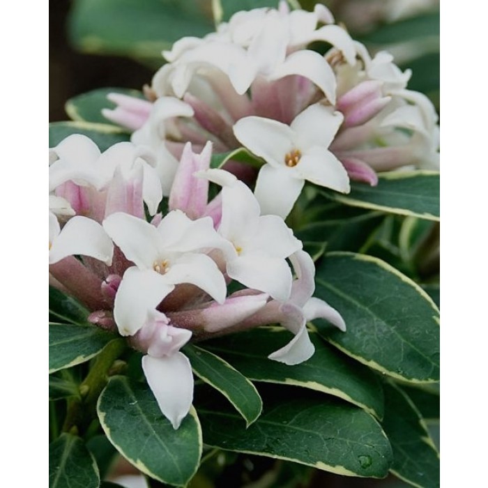 Daphne x transatlantica variegata - Eternal Fragrance variegated ...