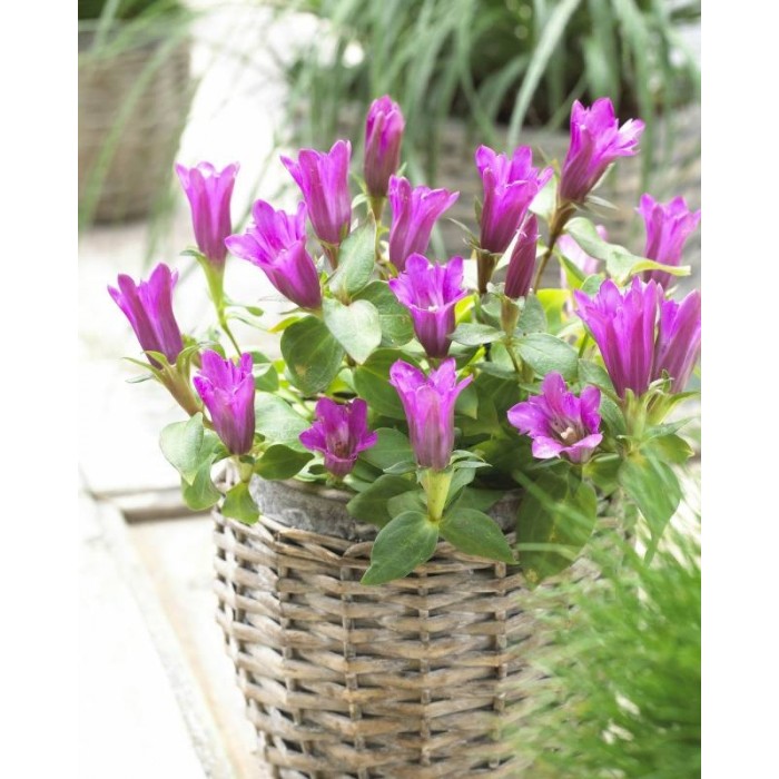 Gentiana scabra Little Pinkie - Pink-Purple Gentian Plant