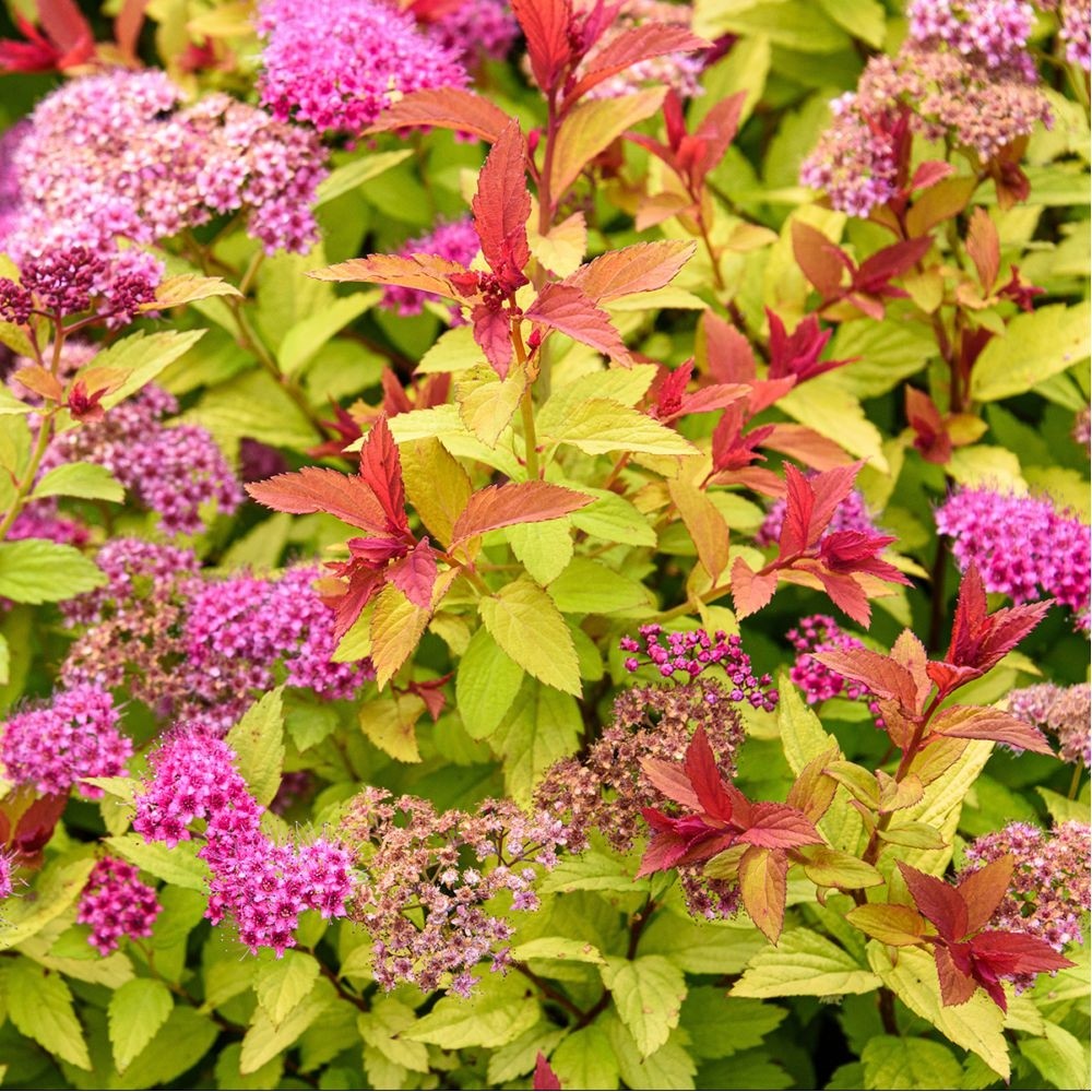 Spiraea japonica Magic Carpet