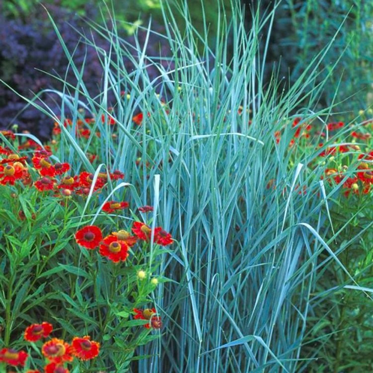 Panicum Prairie Sky - Sky Blue Switch Grass