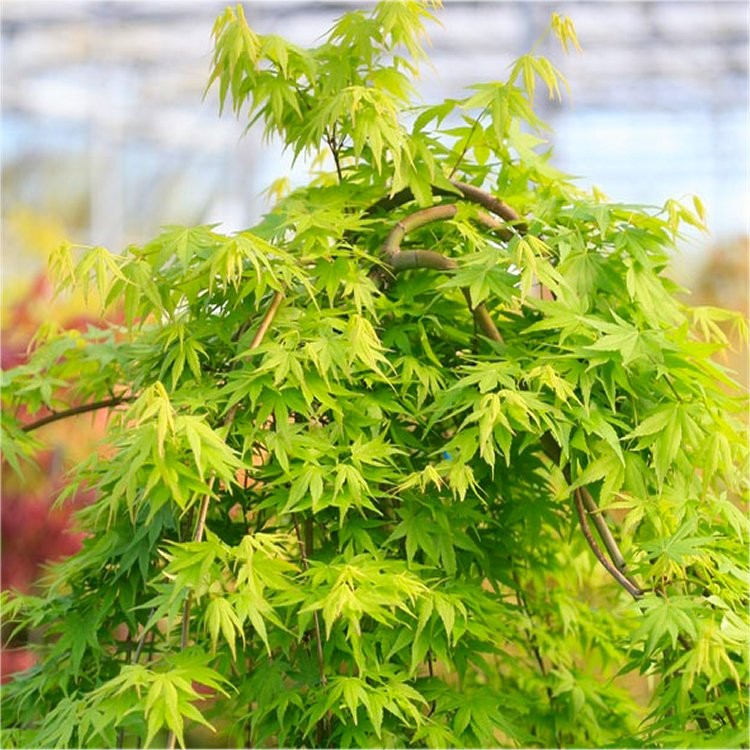 Acer palmatum Cascade Gold - Golden Foliage Weeping Waterfall Japanese ...