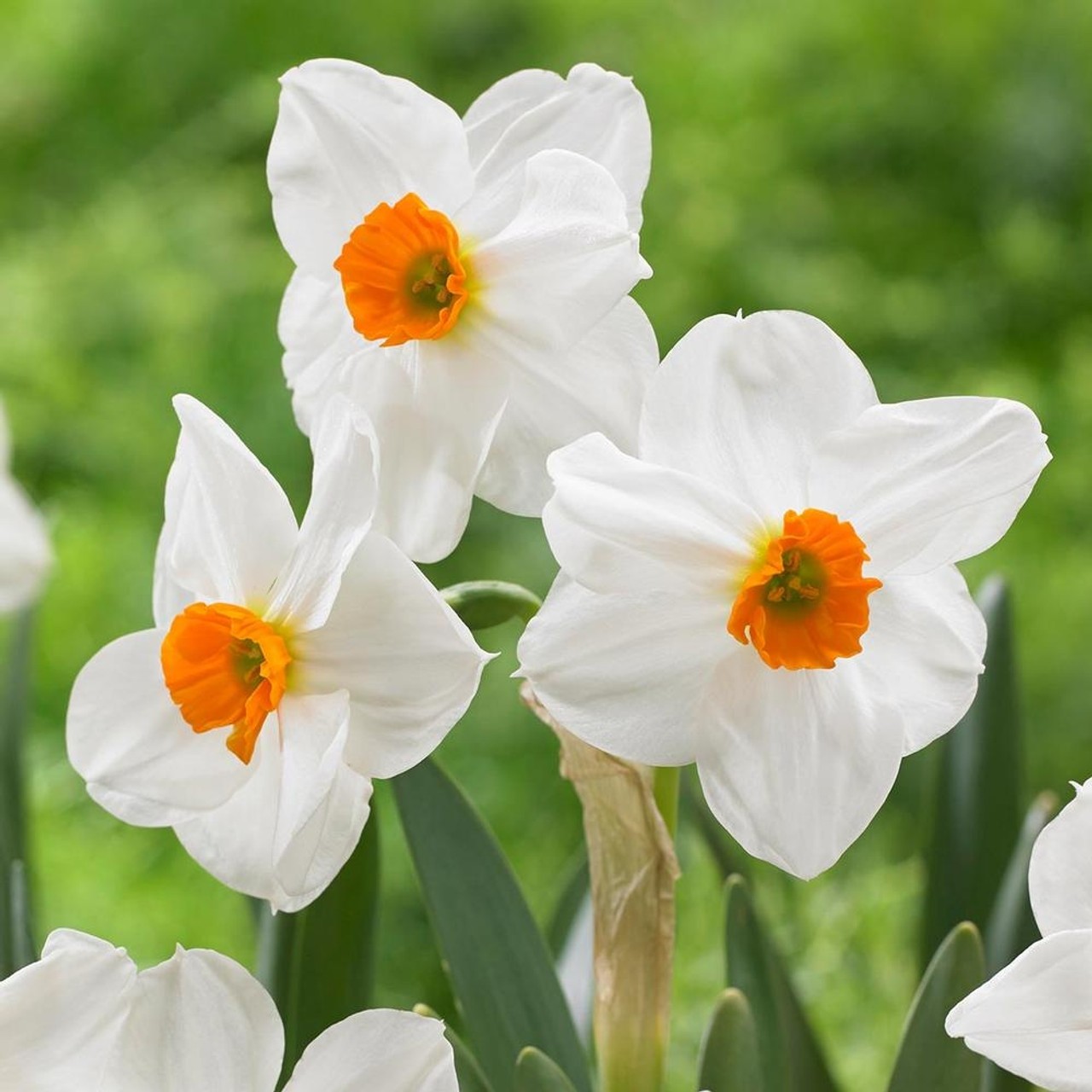 Narcissus tazetta Cragford - Pack of 25 Bulbs