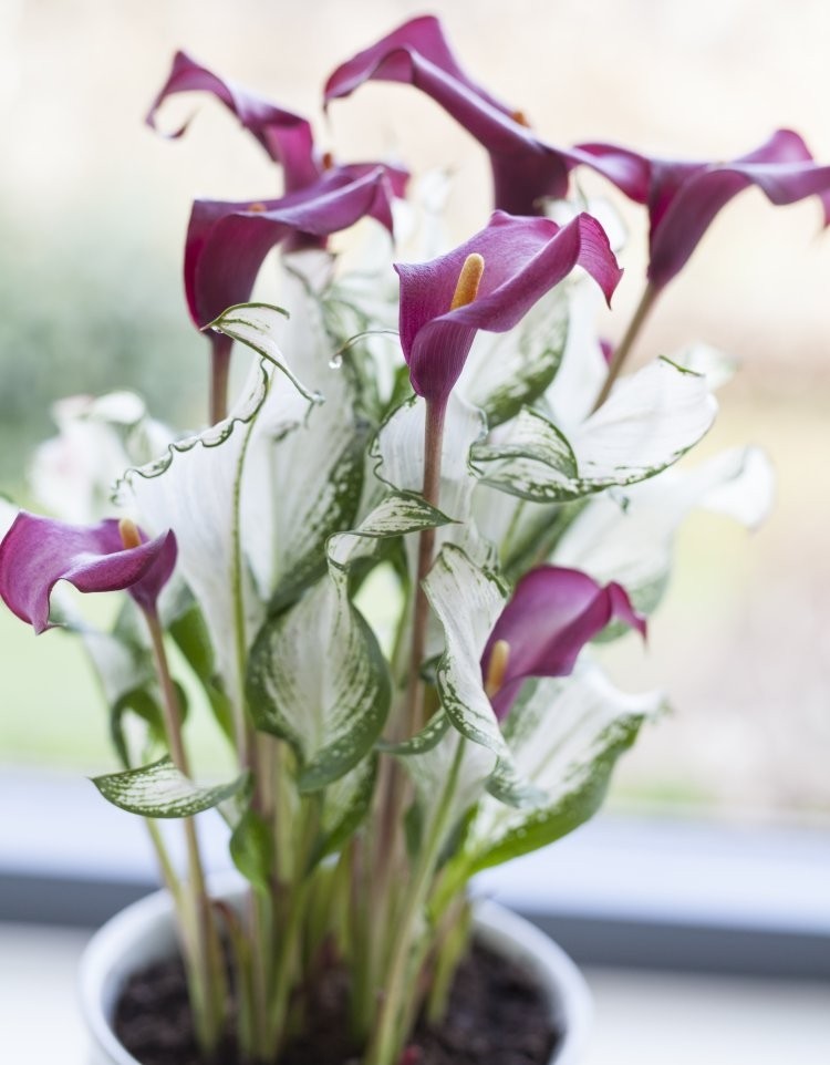 Beautiful New & Exclusive Calla Lily 'Frozen Queen' - Zantedeschia