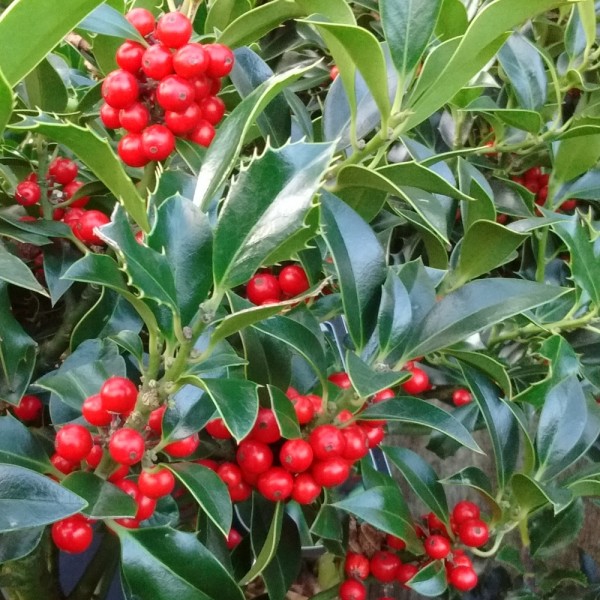 Holly Trees | Holly Trees for Sale UK | Buy holly trees