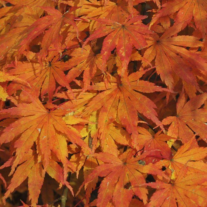 Acer palmatum - Japanese Maple - LARGE 5ft-6ft Tree