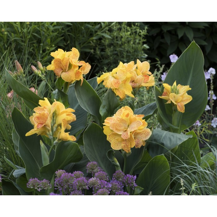 Dwarf Yellow Canna
