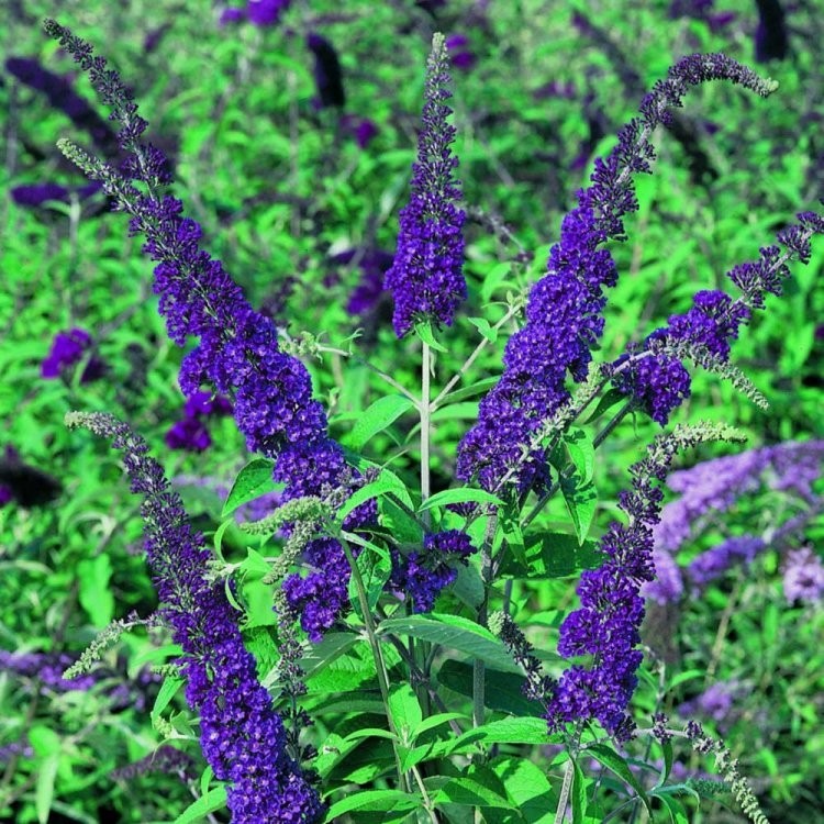 SPECIAL DEAL - Buddleja davidii Empire Blue - Royal Blue Buddleia ...