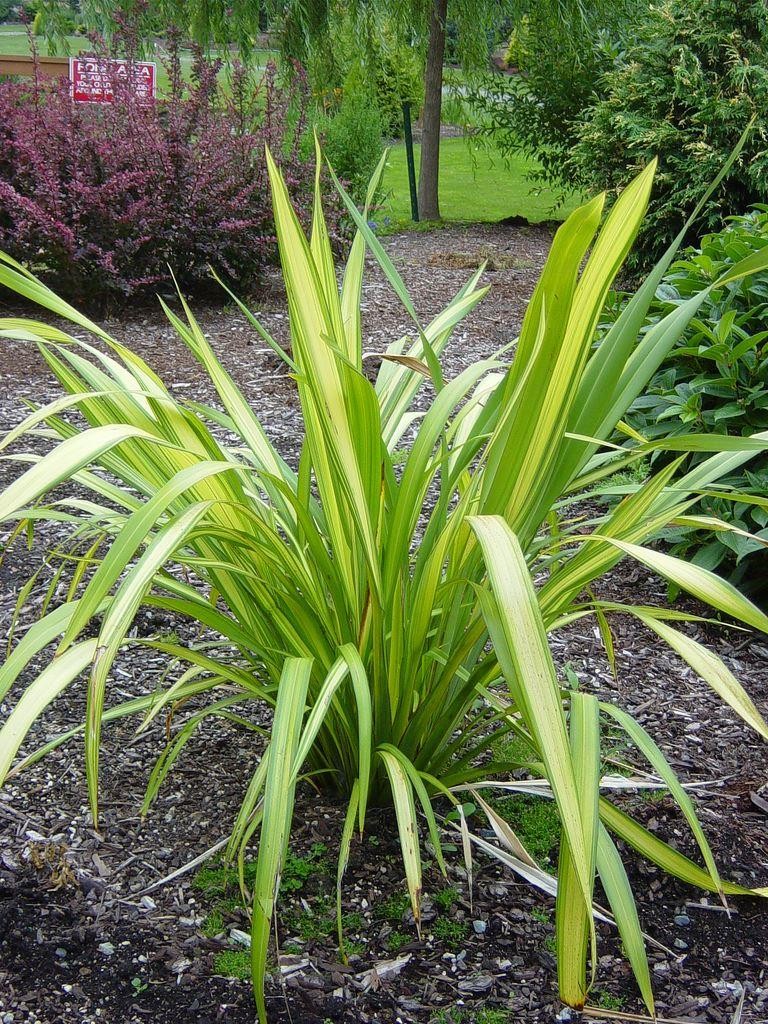 Phormium Yellow Wave - Gold Sword New Zealand Flax