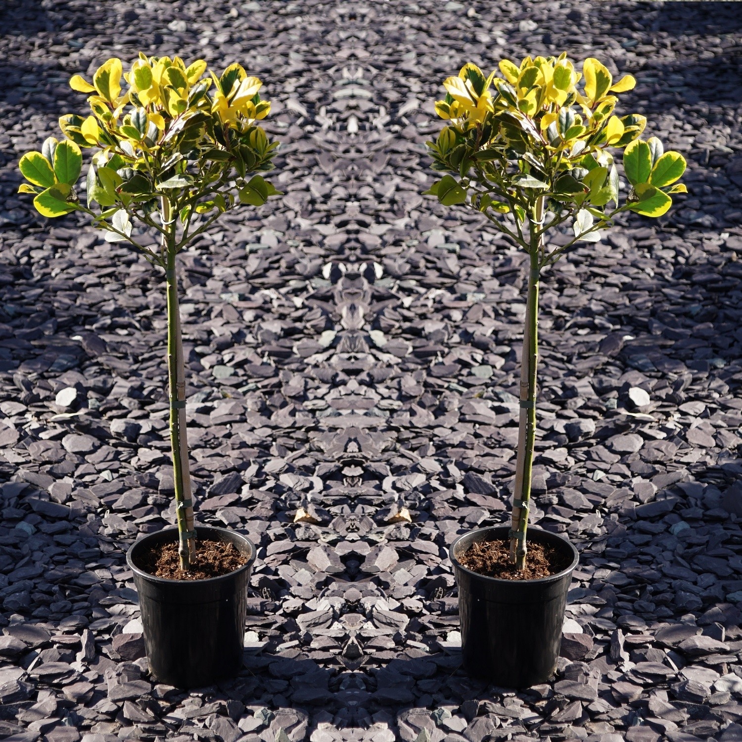 Pair of Gorgeous Golden King Variegated Holly Tree Standards - Perfect ...