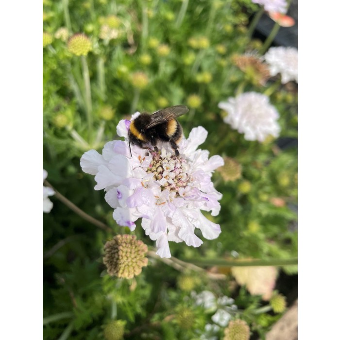 Scabiosa columbaria 'Flutter Pure White' - Scabious