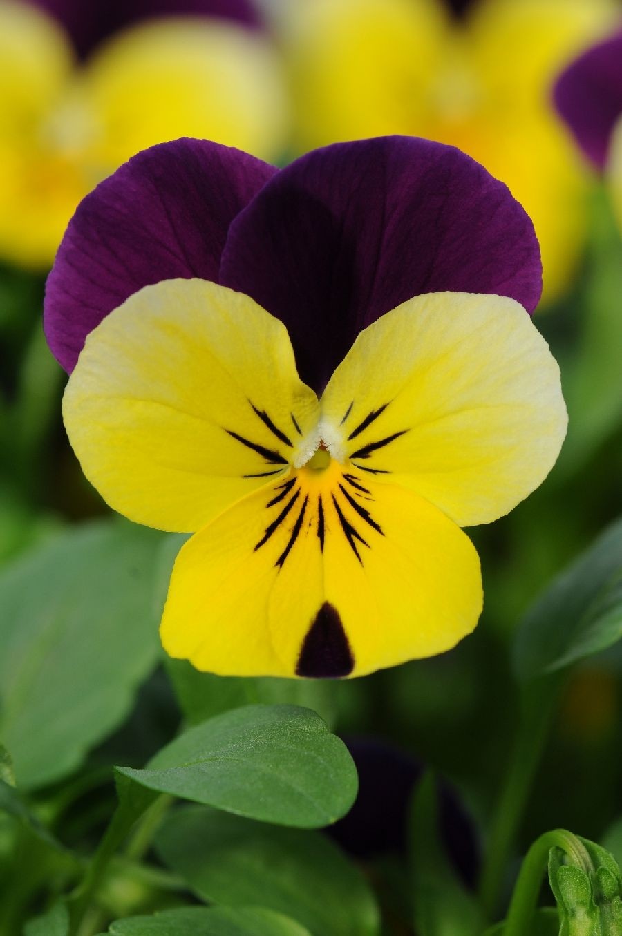 Viola Yellow Jump Up- Pack of SIX Plants