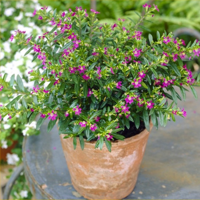 Mexican Heather - Cuphea hyssopifolia - Dwarf Evergreen Flowering Shrub