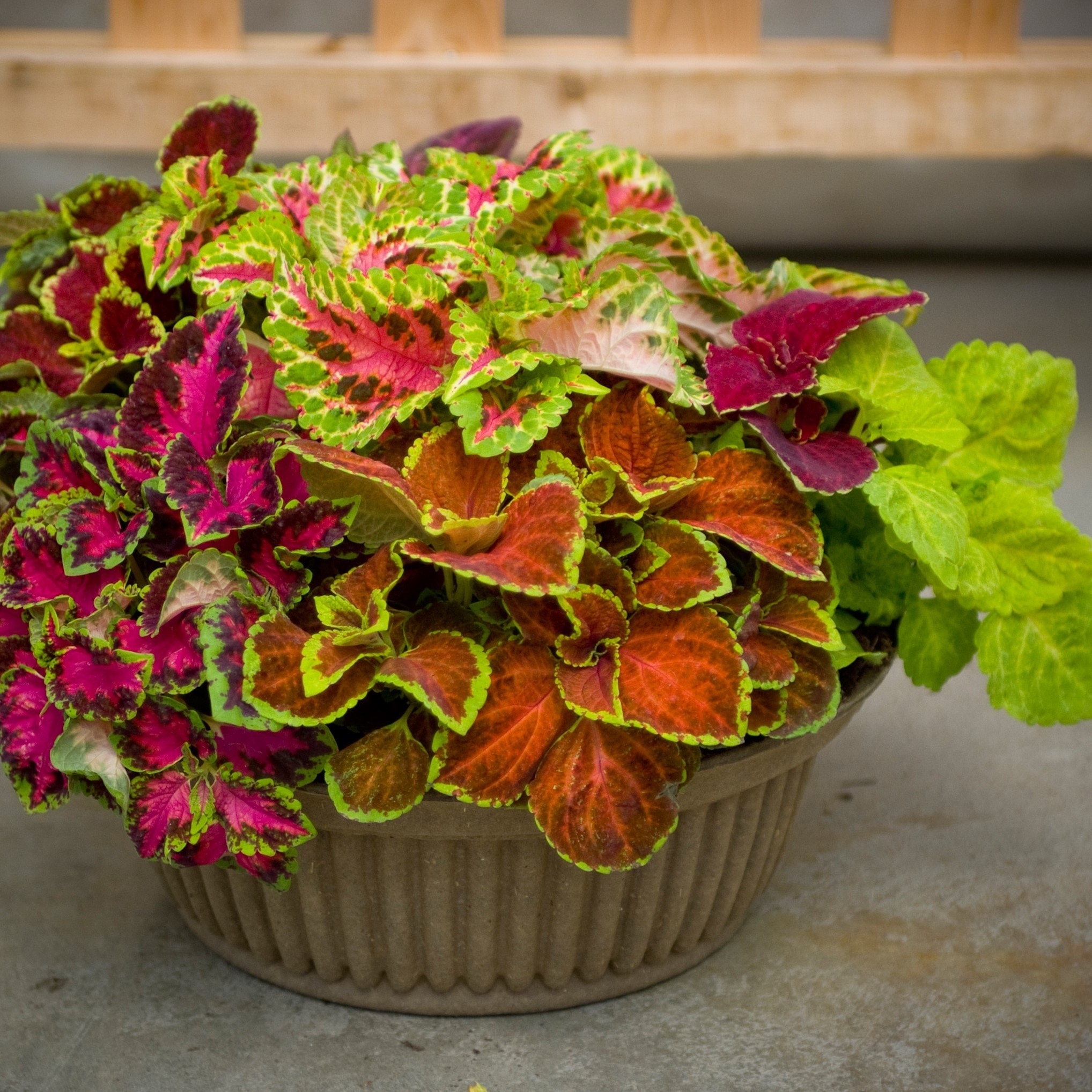 Crazy Leaf Coleus - Wizards Rainbow Mosaic
