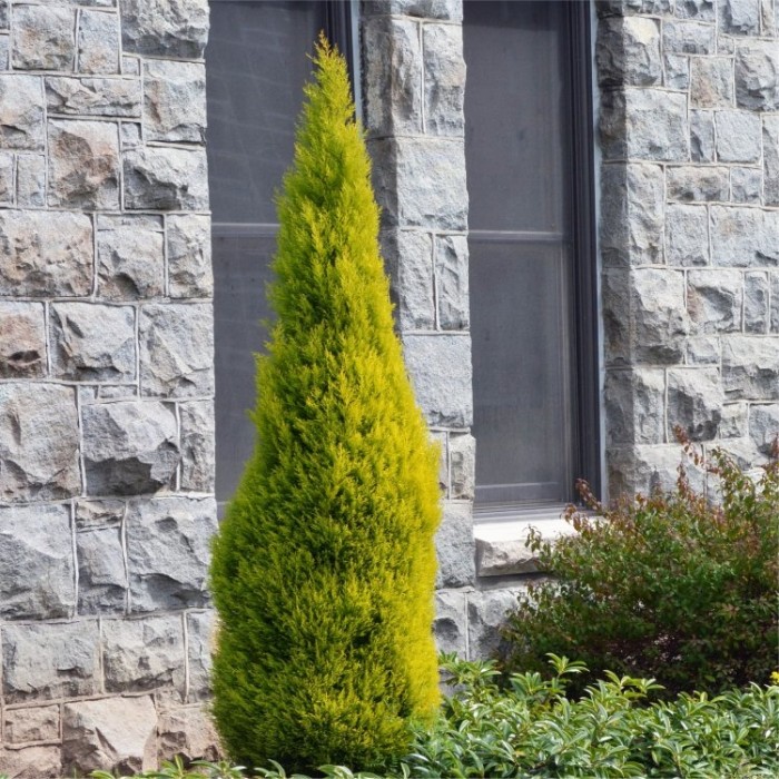 Lemon Scented Monterey Cypress Goldcrest - LARGE 80-100cms
