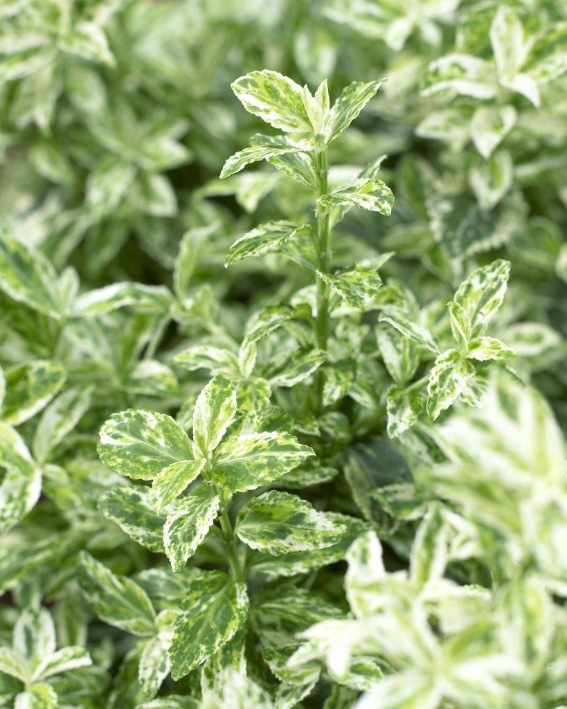 Euonymous fortunei Harlequin - Evergreen Standard Euonymus Tree - LARGE ...