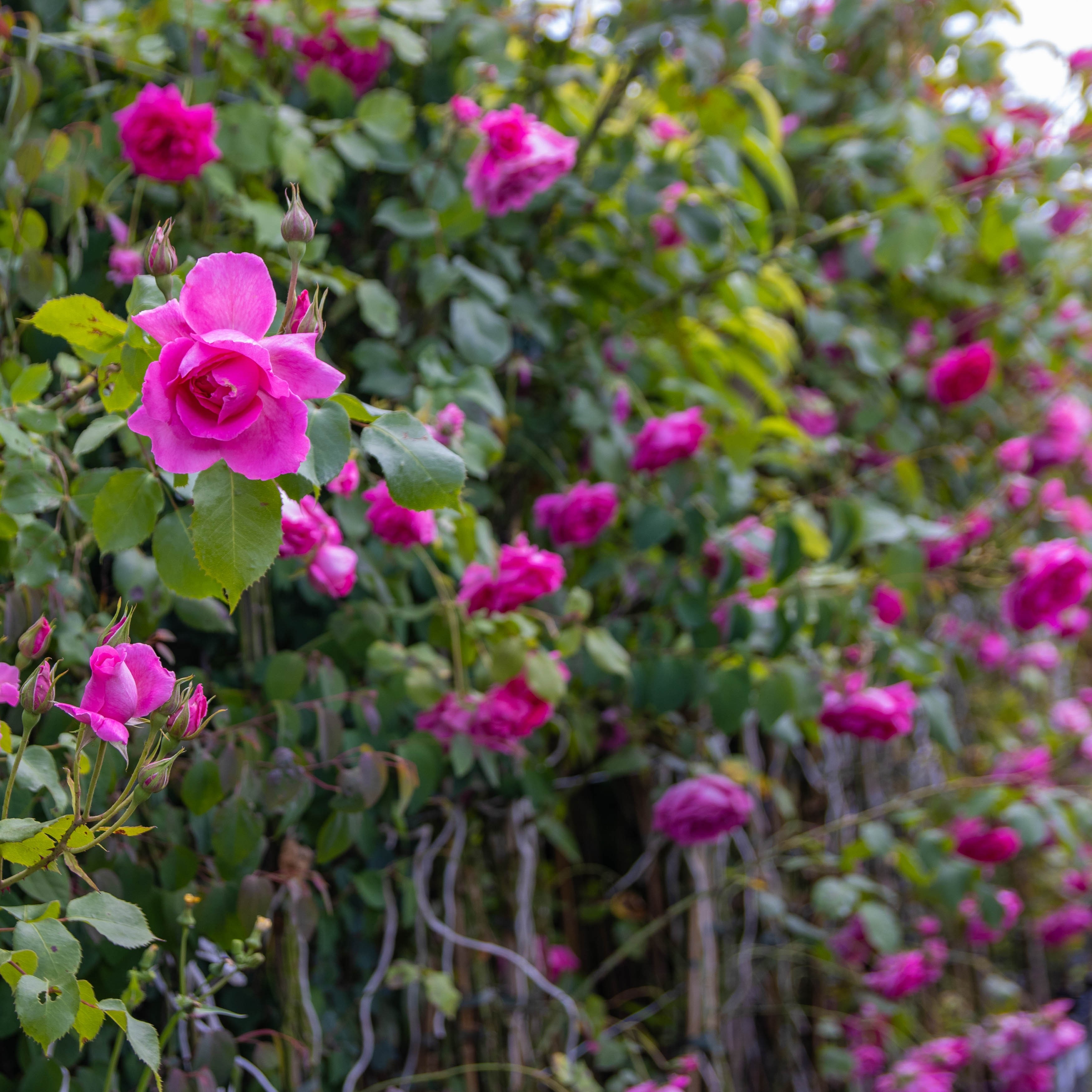 Large 5-6ft Specimen - Climbing Rose Bantry Bay