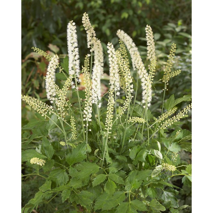 Actaea matsumurae 'White Pearl' (Cimicifuga simplex White Pearl)