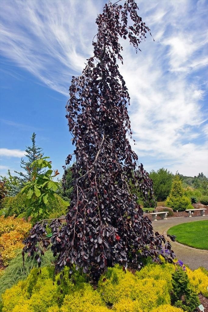 Fagus sylvatica purpurea pendula 'Purple Fountain' - Weeping Copper ...