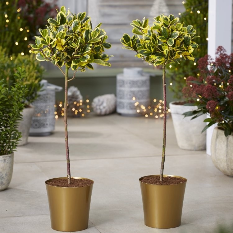 Pair of Gorgeous Golden King Variegated Holly Tree Standards - Perfect ...