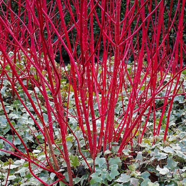 Cornus alba Sibirica - Red Barked Dog Wood - Large 140cm plants
