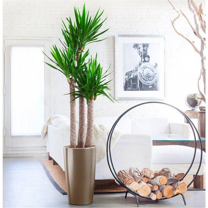 Yucca elephantipes - Large Specimen Indoor Yucca Tree - 130-150cms