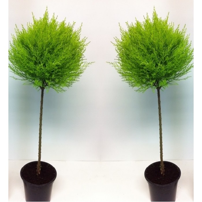 Mini 30cm Lollipop Lemon Cypress Tree