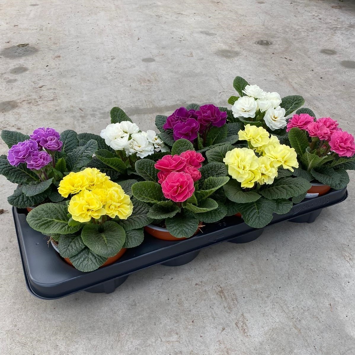 Primula acaulis Princess - Double Primroses in Assorted Colours